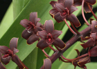 Cymbidium Langleyense 'Willow Bough' at Santa Barbara Orchid Estate