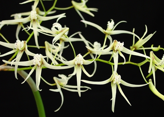 Dendrobium teretifolium at Santa Barbara Orchid Estate