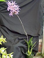Laelia superbiens 'SanBar Montebello', AM/AOS at Santa Barbara Orchid ...
