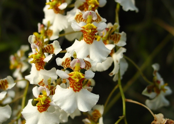 Oncidium variegatum var. white at Santa Barbara Orchid Estate